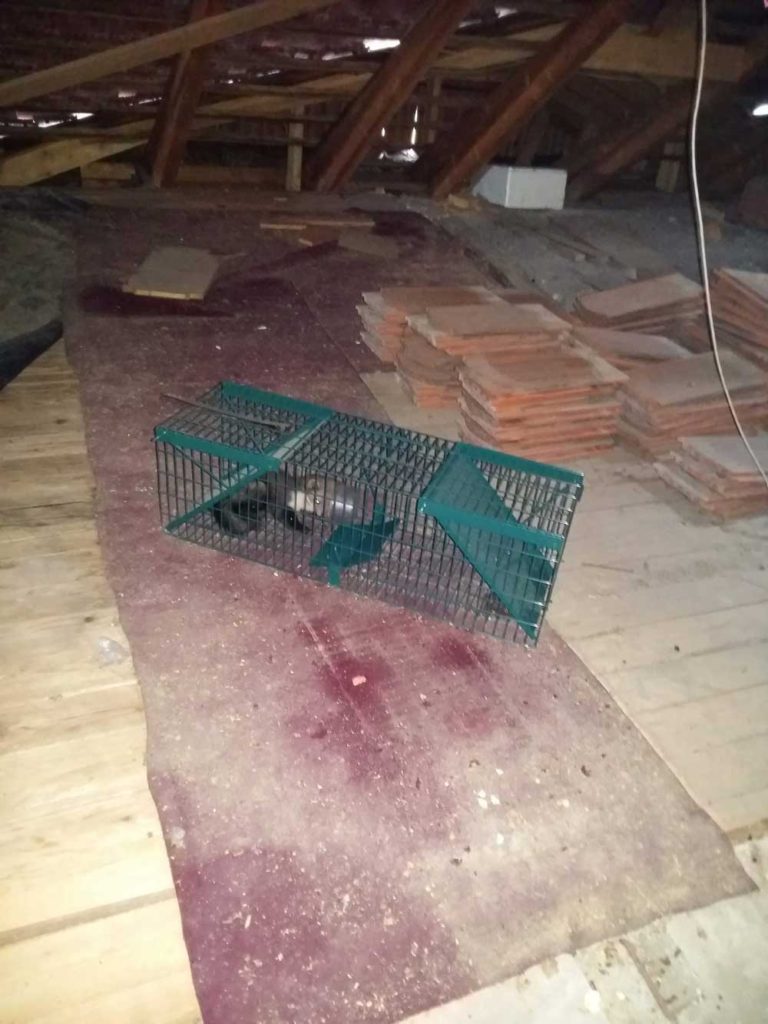 Nyest a padláson és az autóban • Agrio .hu