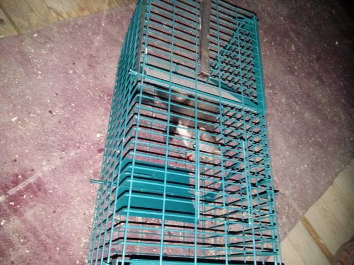 Nyest a padláson és az autóban • Agrio .hu