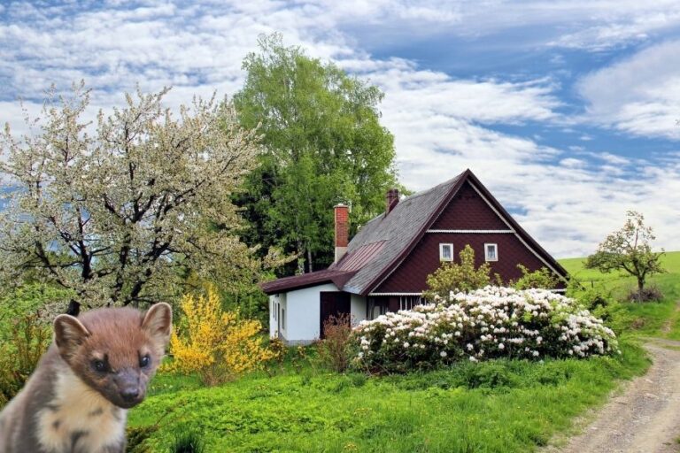 Nyest a házban - Bejutnak a lakótérbe? • Agrio.hu