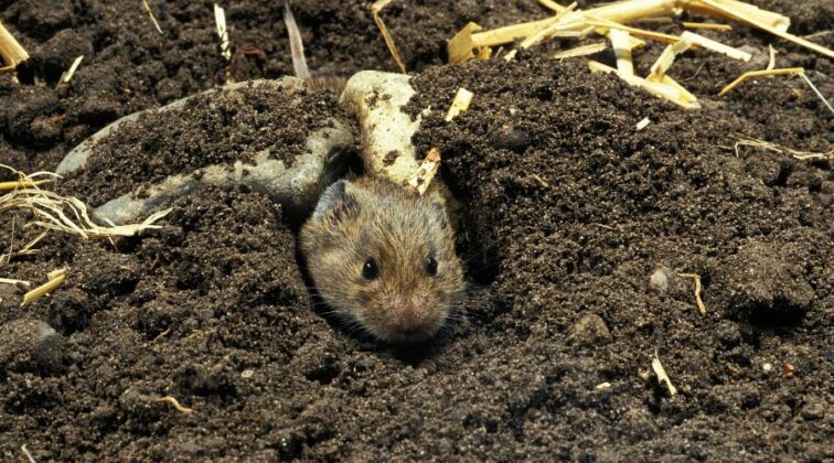 Mezei pocok (Microtus arvalis) Képek - Videó • Agrio.hu